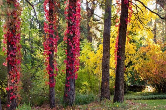 35 Best Things to Do in Grass Valley, California - Tour in Planet
