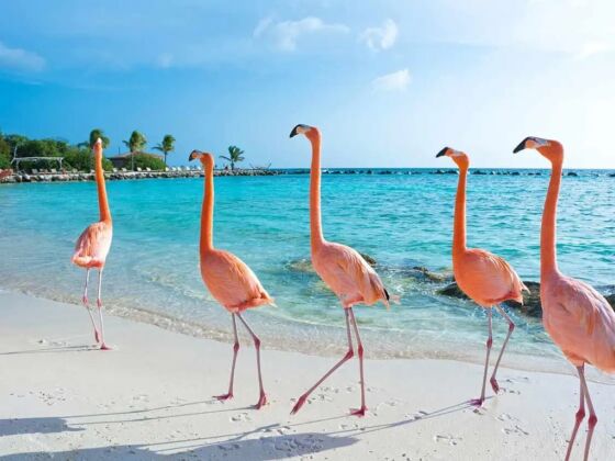 25 Best Caribbean Islands to Visit in January 2024