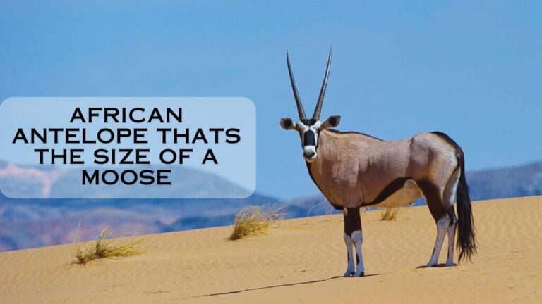 African Antelope Thats the Size of a Moose [A Comparative Analysis]