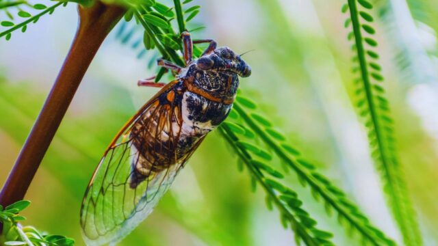 Chicharras Uncovered: How These Buzzing Beauties Benefit Our Ecosystems