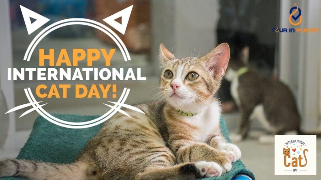 International Cat Day 2025 (Friday, August 8)